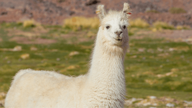 Breeding Calculators