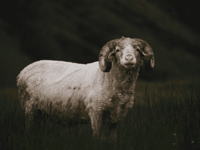 Sheep Gestation Calculator - Calculator Value
