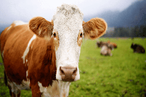 Cow Gestation Calculator