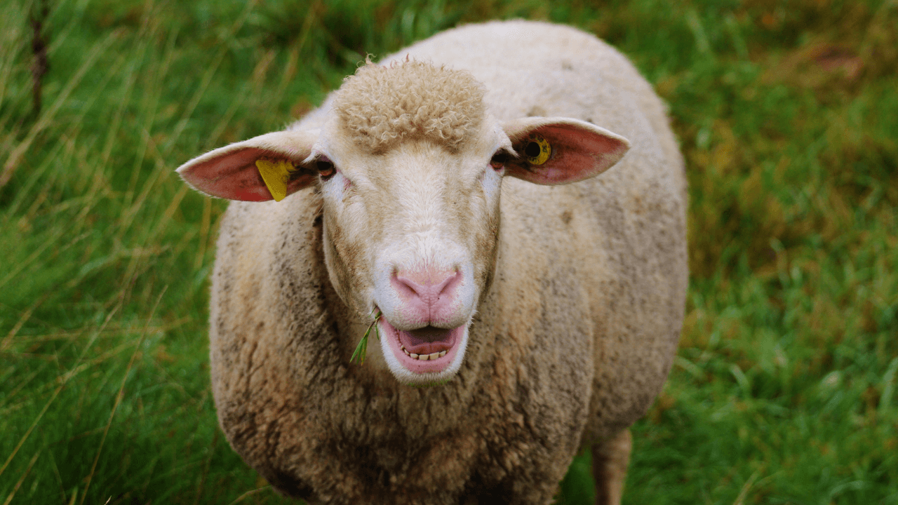 Sheep Gestation Calculator - Calculator Value